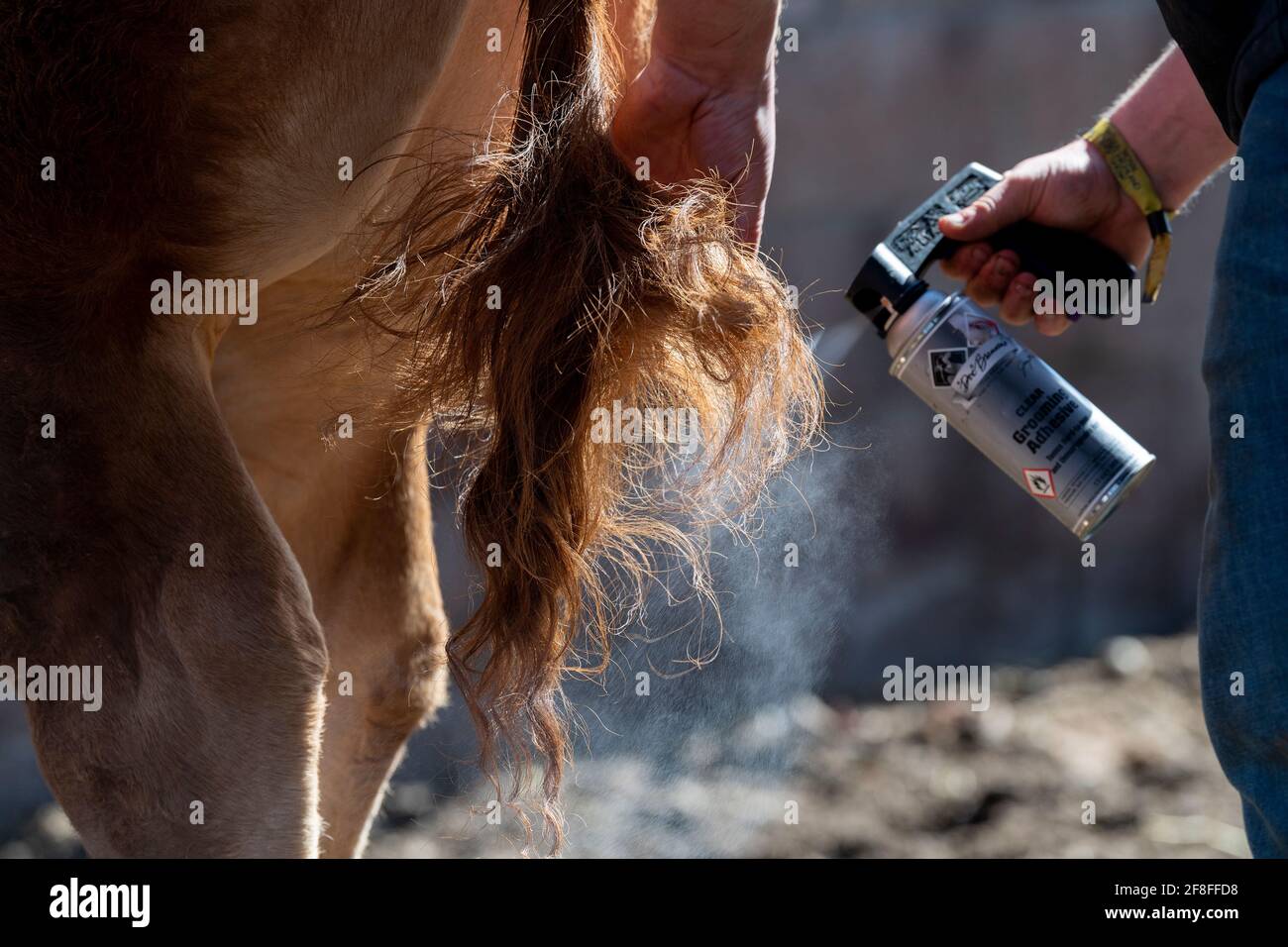 Agriculture cattle tail hi-res stock photography and images - Alamy