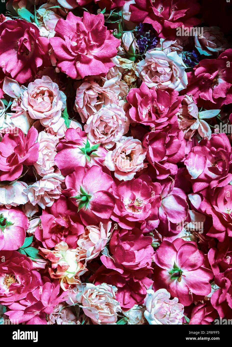 Red and pink roses, freshly cut from the garden arrainged together ...