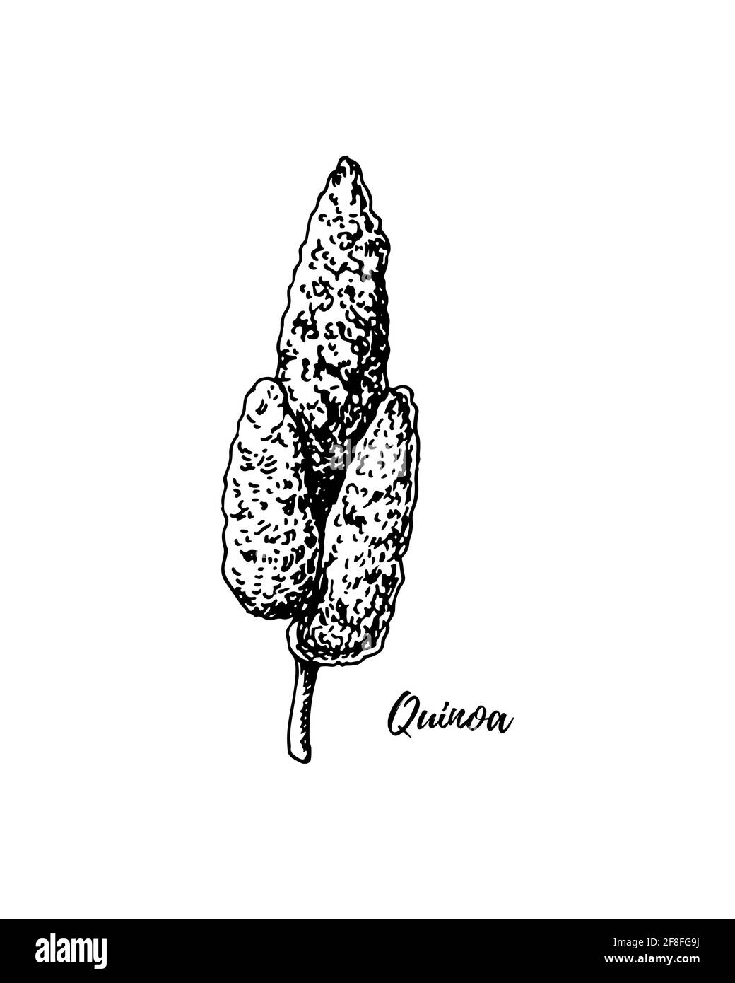 Hand drawn quinoa branch isolated on white background. Vector ...