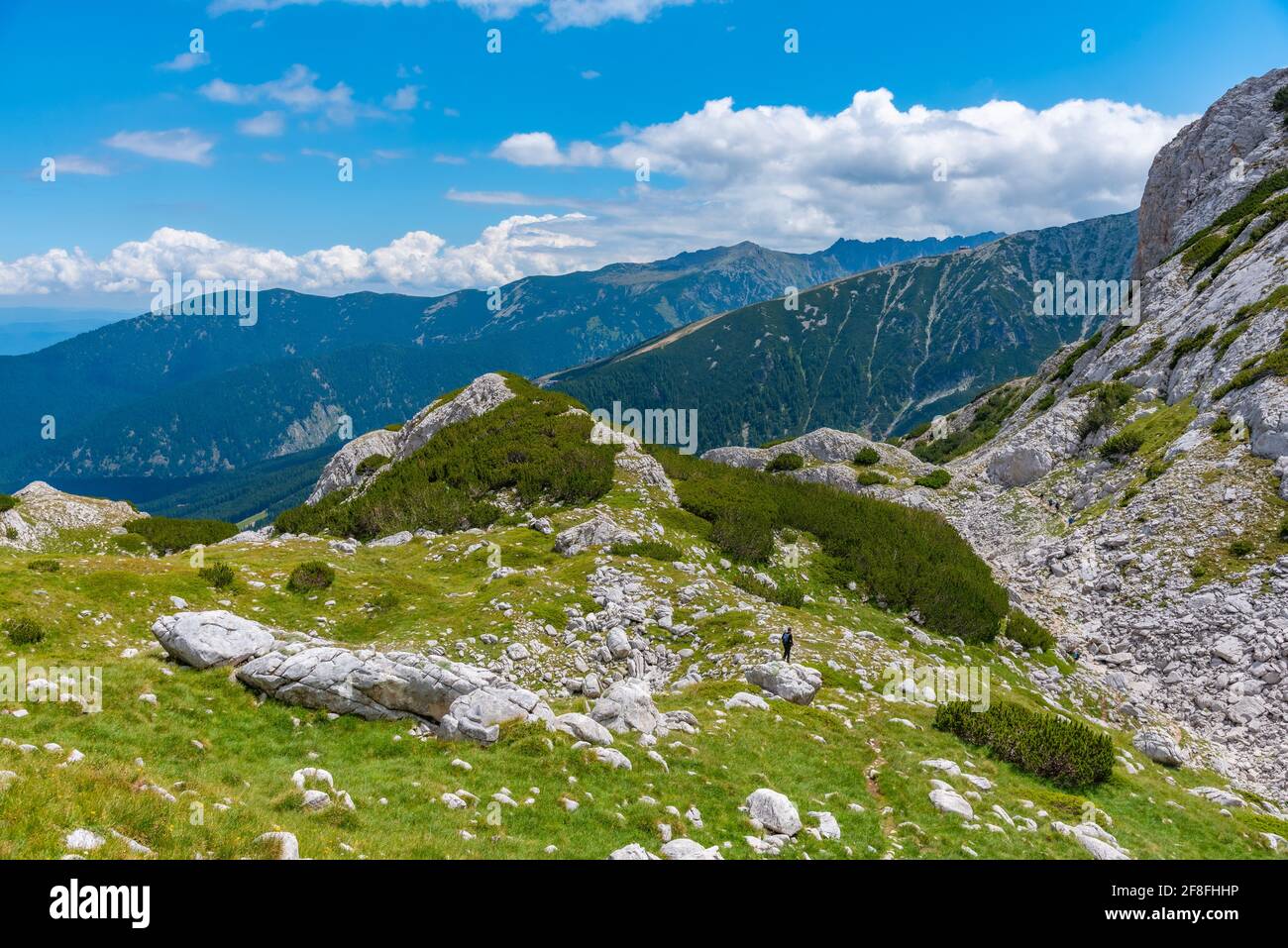 forests spreading on hills of Pirin national park in Bulgaria Stock ...
