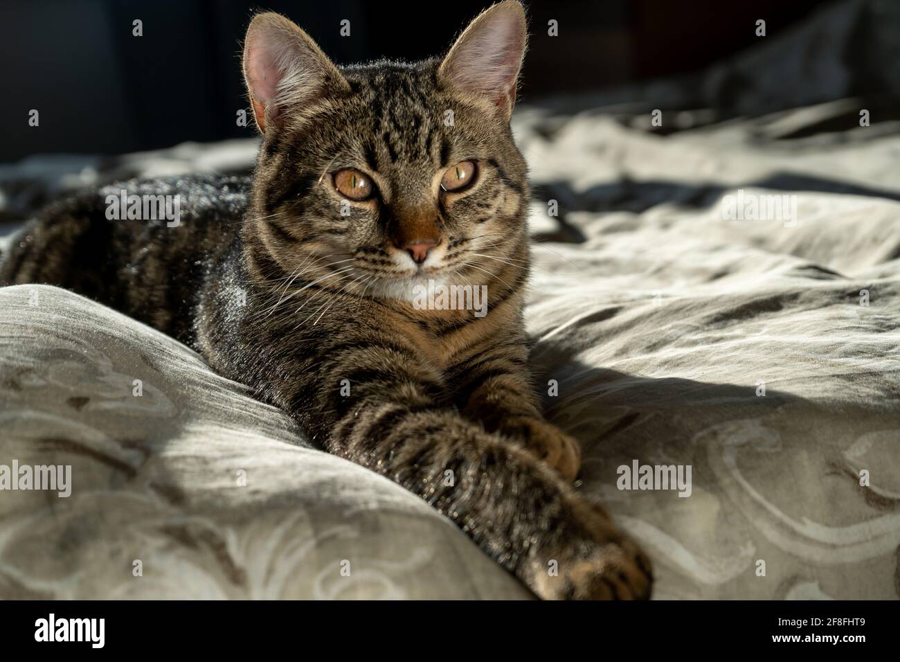 American shorthair kitten on bed hi-res stock photography and images ...