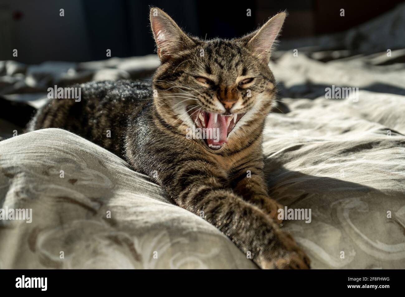 Yawning cat. A funny mouth and a smile. Yawn. Close-up portrait of a ...