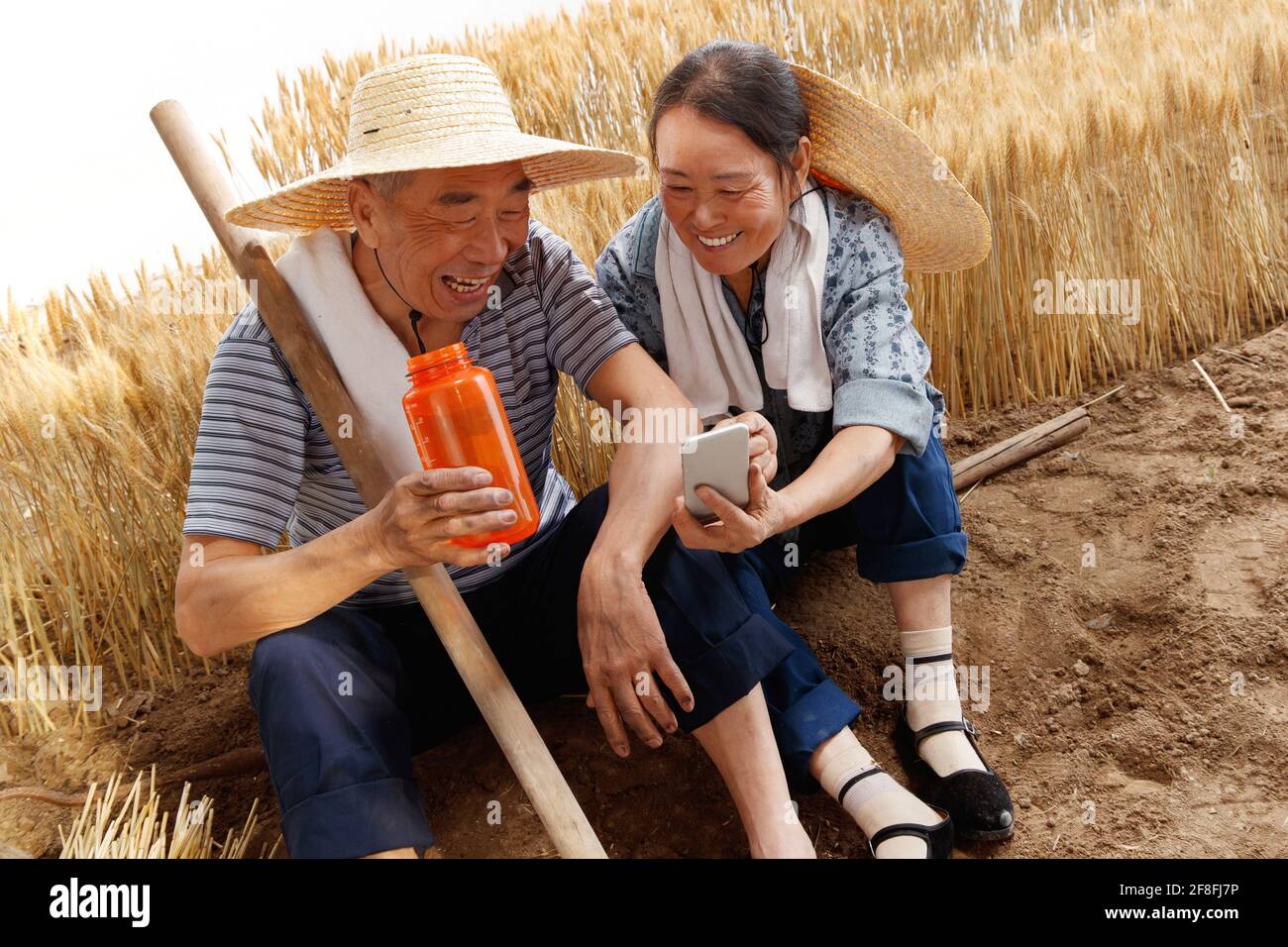 Peasant couple sat in the wheat field with a cell phone video Stock ...