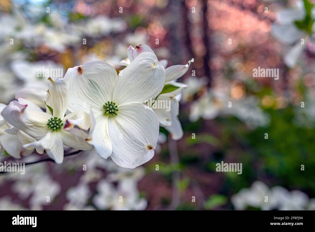 Cornus florida, the flowering dogwood, is a species of flowering tree ...