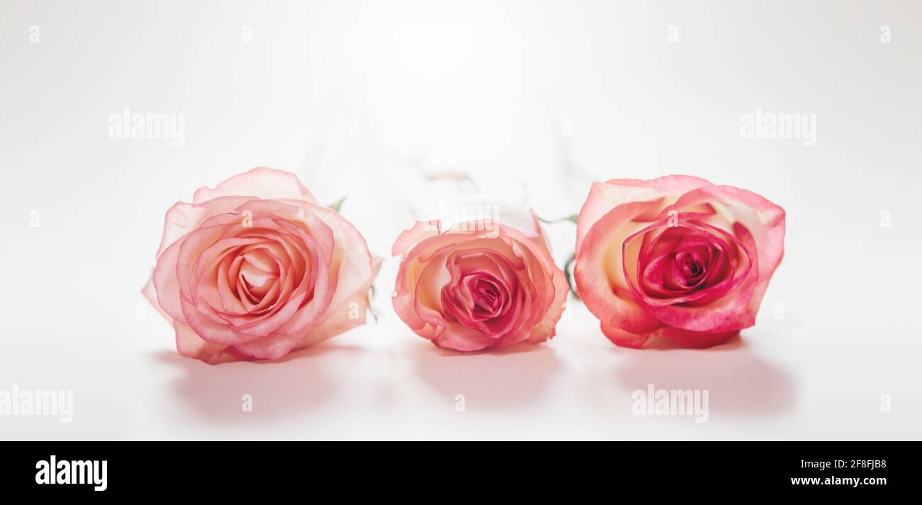 Pink peach rose flowers isolated on light pink background Stock Photo ...