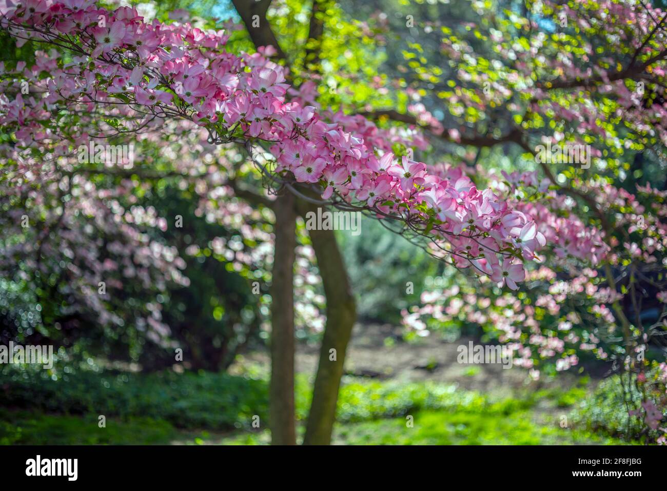 Cornus florida, the flowering dogwood, is a species of flowering tree ...