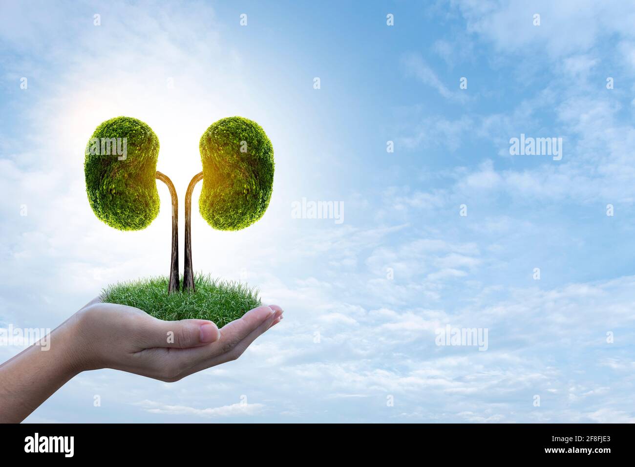 Trees (kidneys), 3D environmental and medical concepts Stock Photo - Alamy