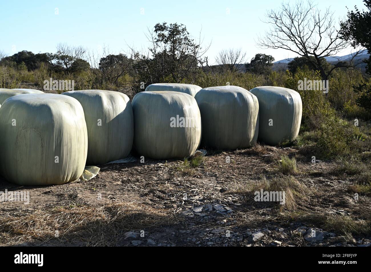 haystack rolls wrapped in plastic bags under a blue sky Stock Photo - Alamy