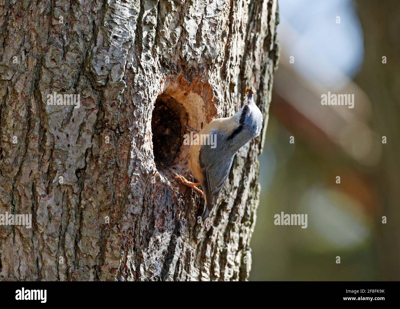 Nesting nuthatches hi-res stock photography and images - Alamy