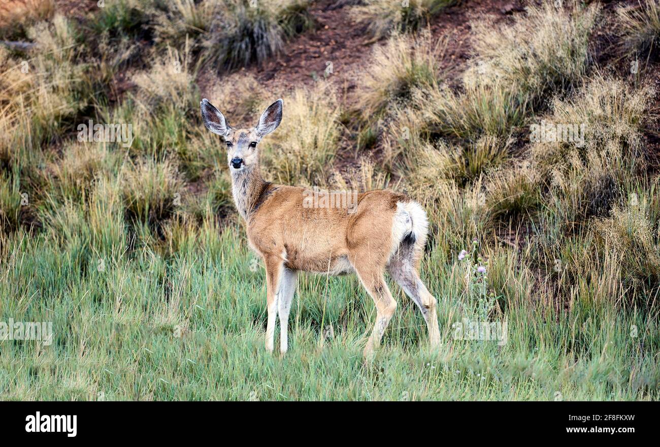 A shy fawn at Bryce Canyon National Park. Utah USA Stock Photo - Alamy