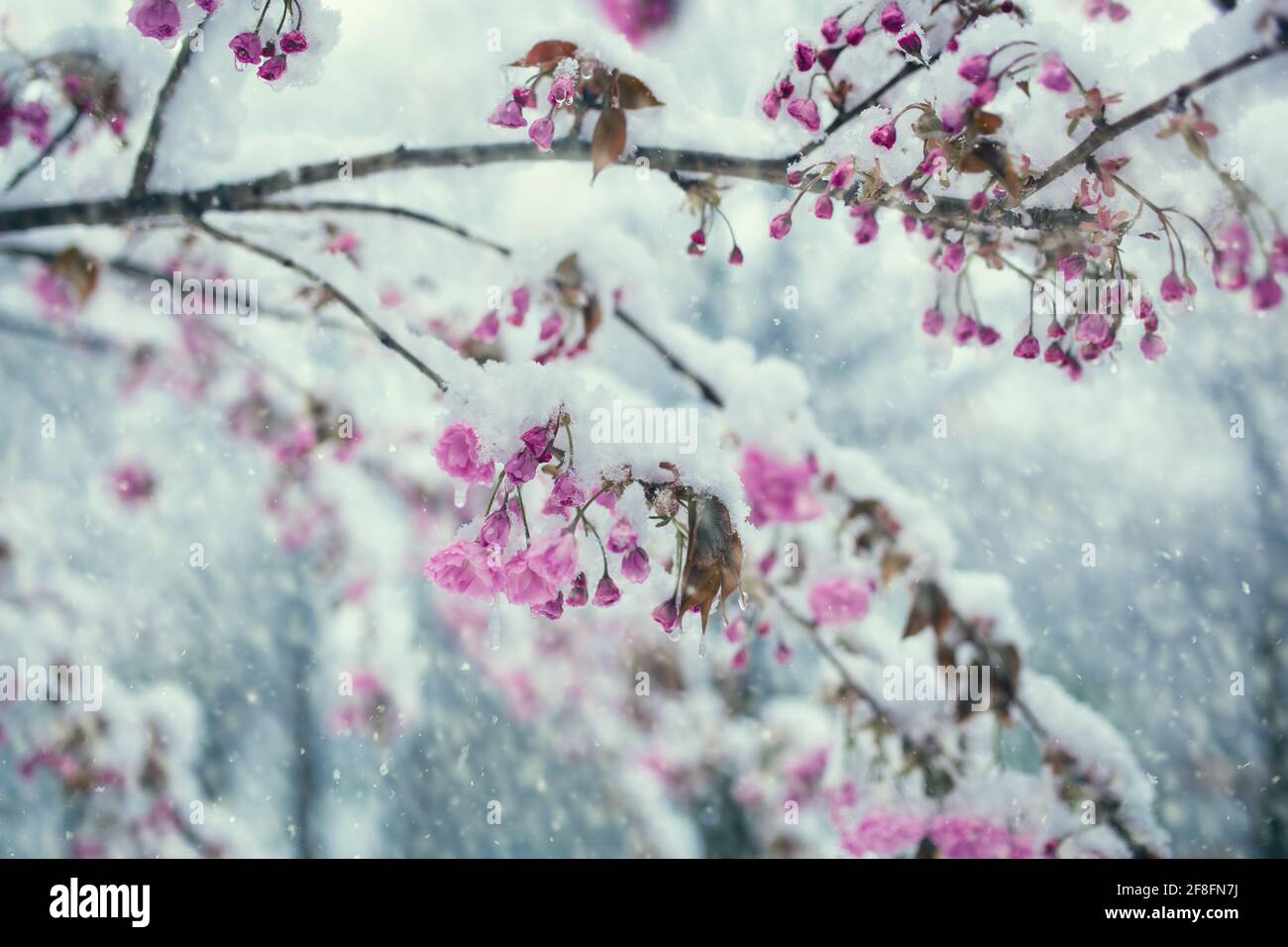 Pink cherry blossoms under unexpected heavy snowstorm in spring ...