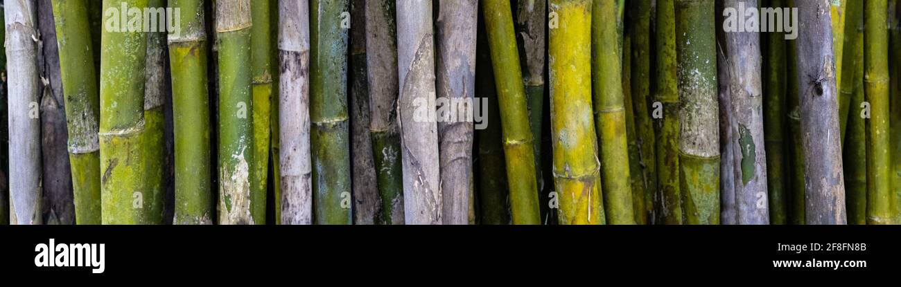 Bamboo forest background Stock Photo - Alamy