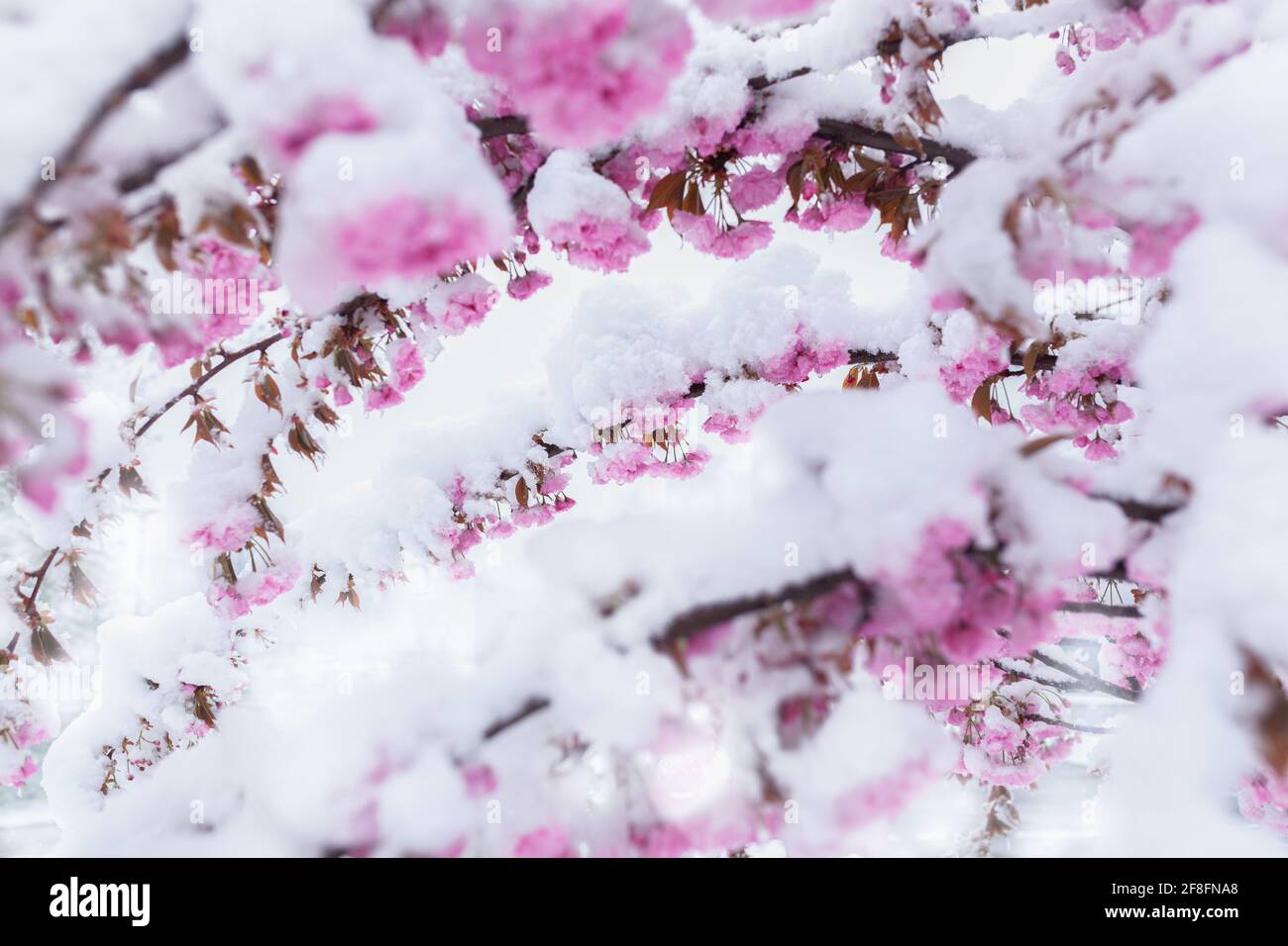 Pink cherry blossoms on a tree branch covered with unexpected heavy ...