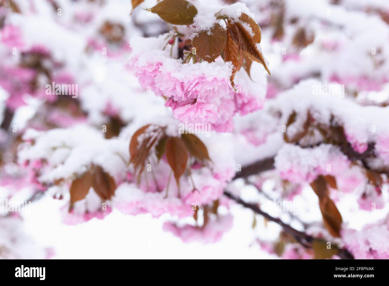 Pink cherry blossoms on a tree branch covered with unexpected heavy ...