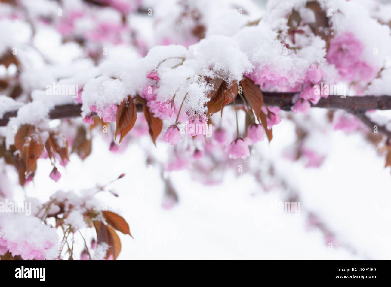 Pink cherry blossoms on a tree branch covered with unexpected heavy ...