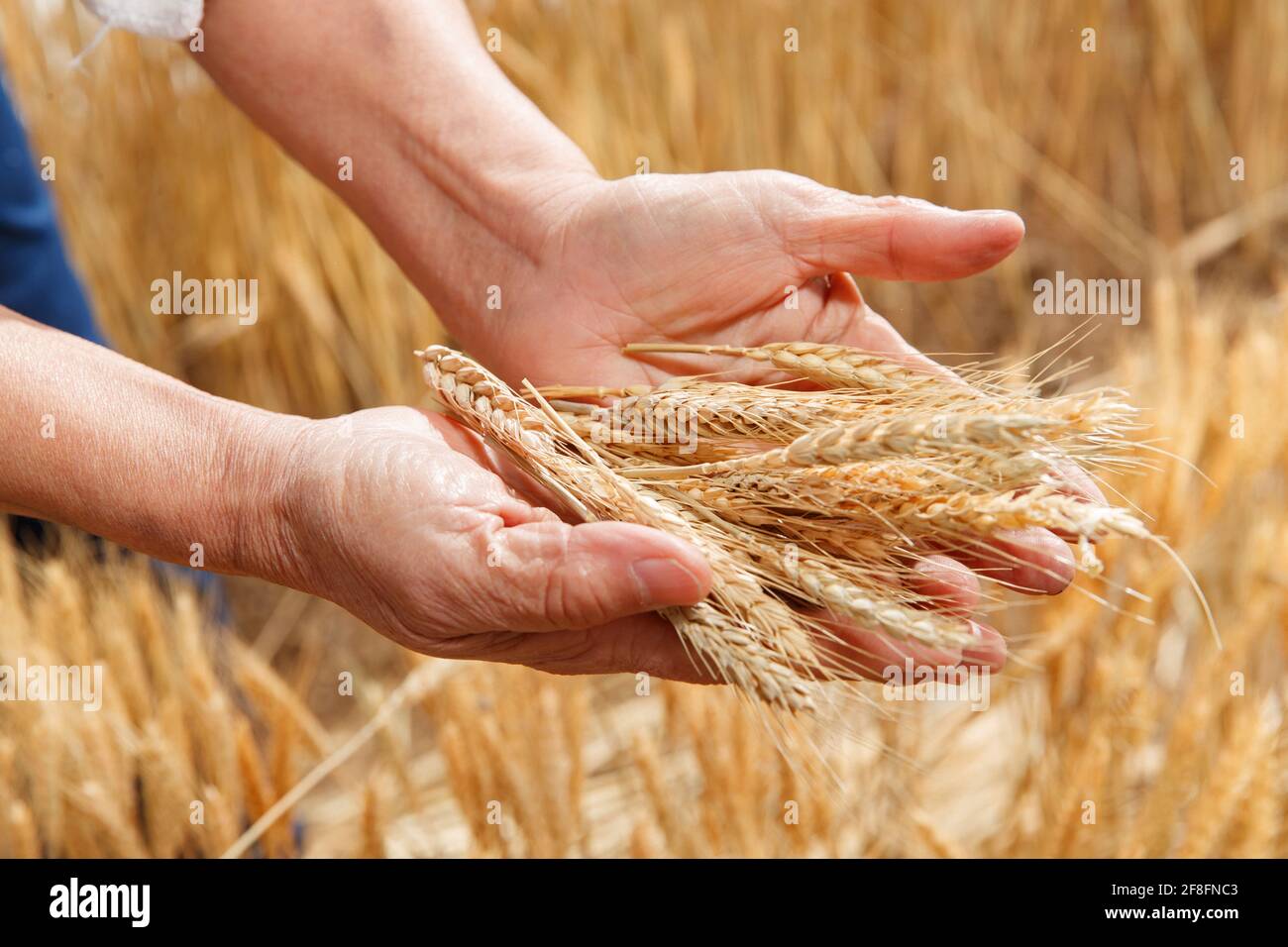Farmers hands holding grain hi-res stock photography and images - Alamy