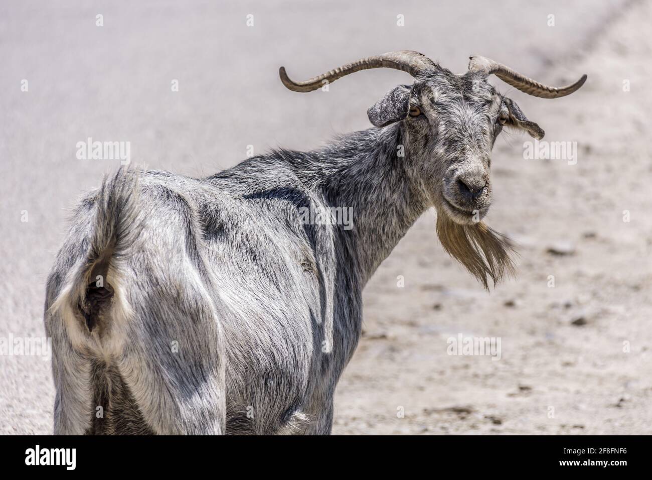 Beautiful goat island hi-res stock photography and images - Alamy