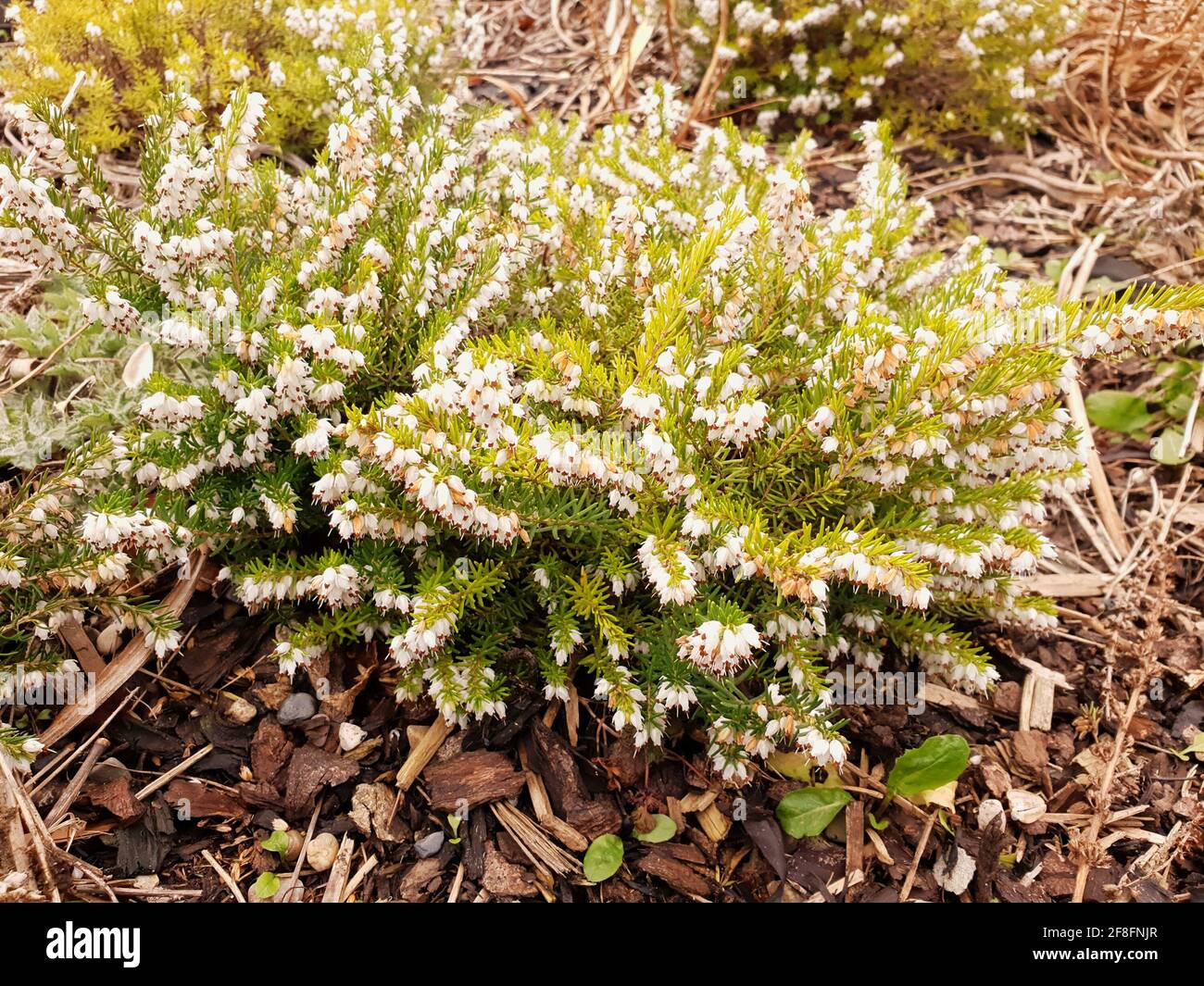 Springwood white heather hi-res stock photography and images - Alamy