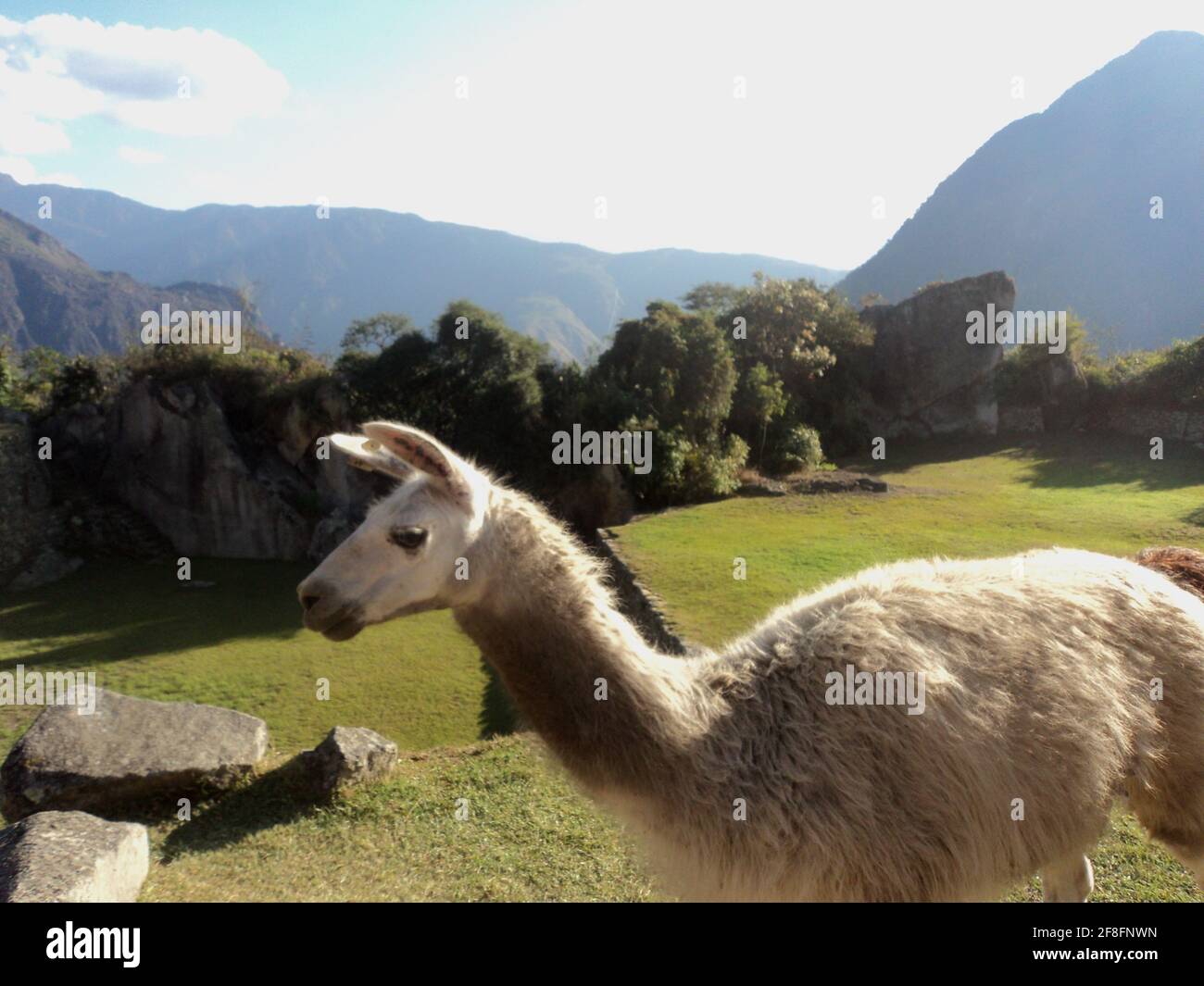 Side view of a white cute llama walking in a green field on a sunny day ...