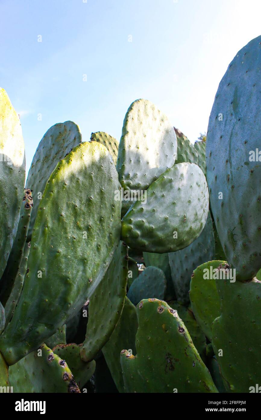 Cactus fruit plant hi-res stock photography and images - Alamy