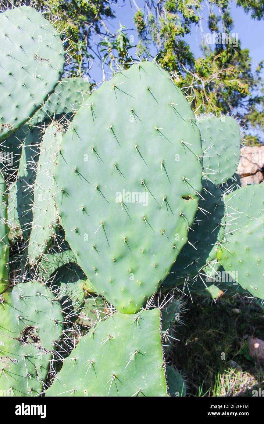 cactus fruit plant Stock Photo - Alamy