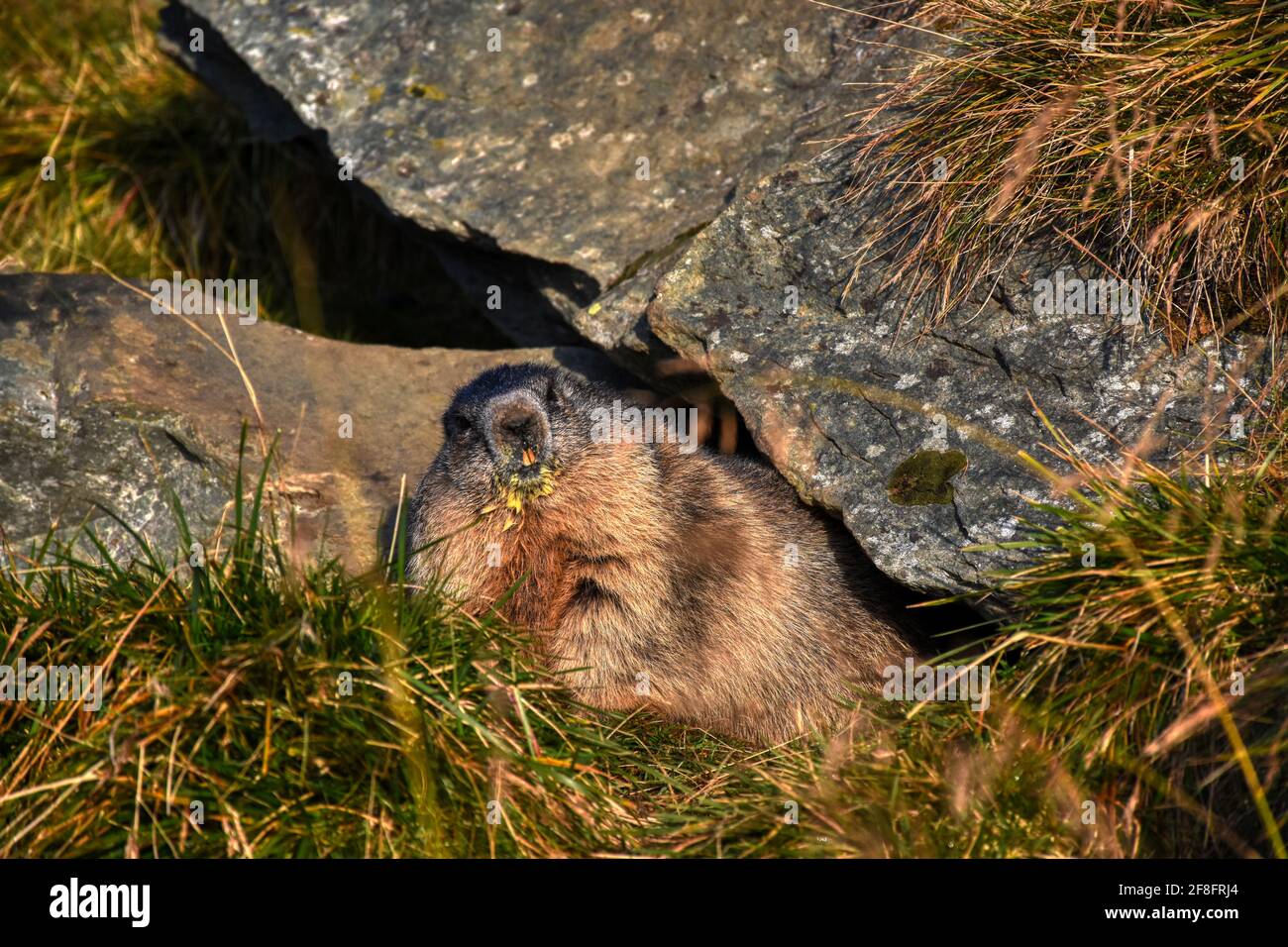 Murmeltier, Murmeltiere, putzig, Munggen, Mankei, Erdhörnchen, Marmota ...