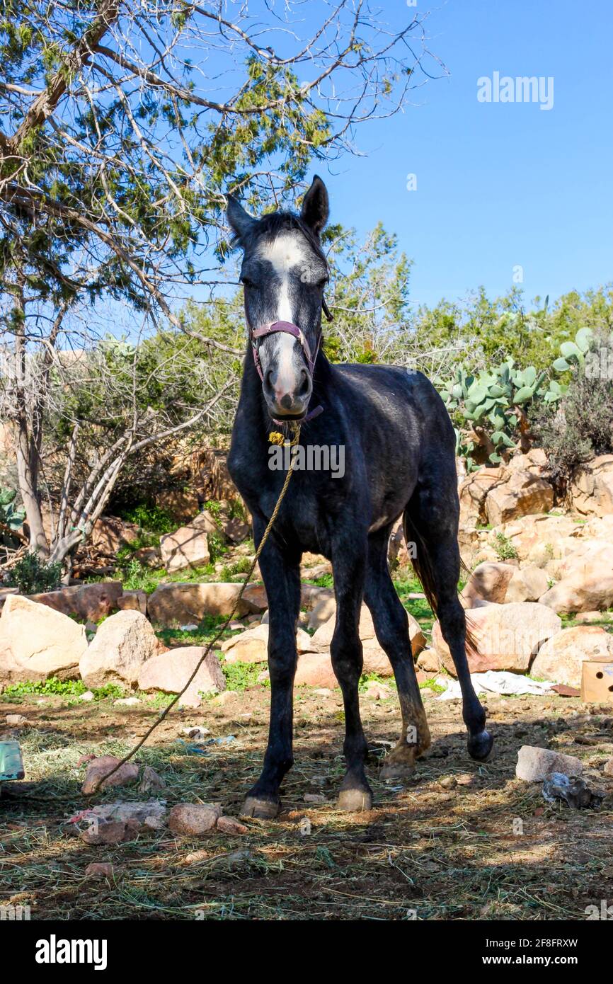 Saudi scenery hi-res stock photography and images - Alamy