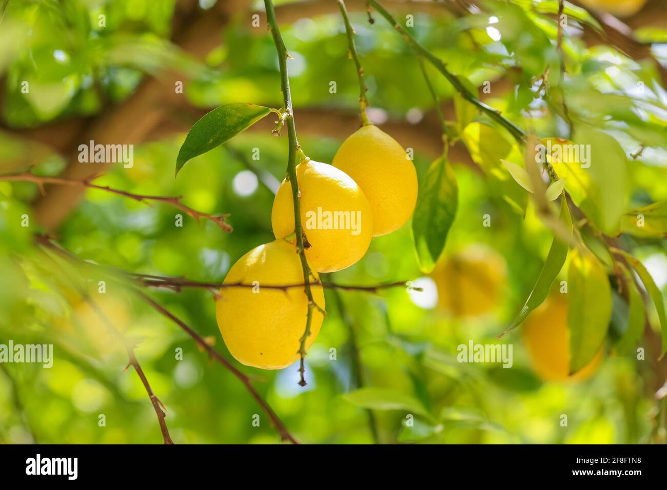 Fruct hi-res stock photography and images - Alamy