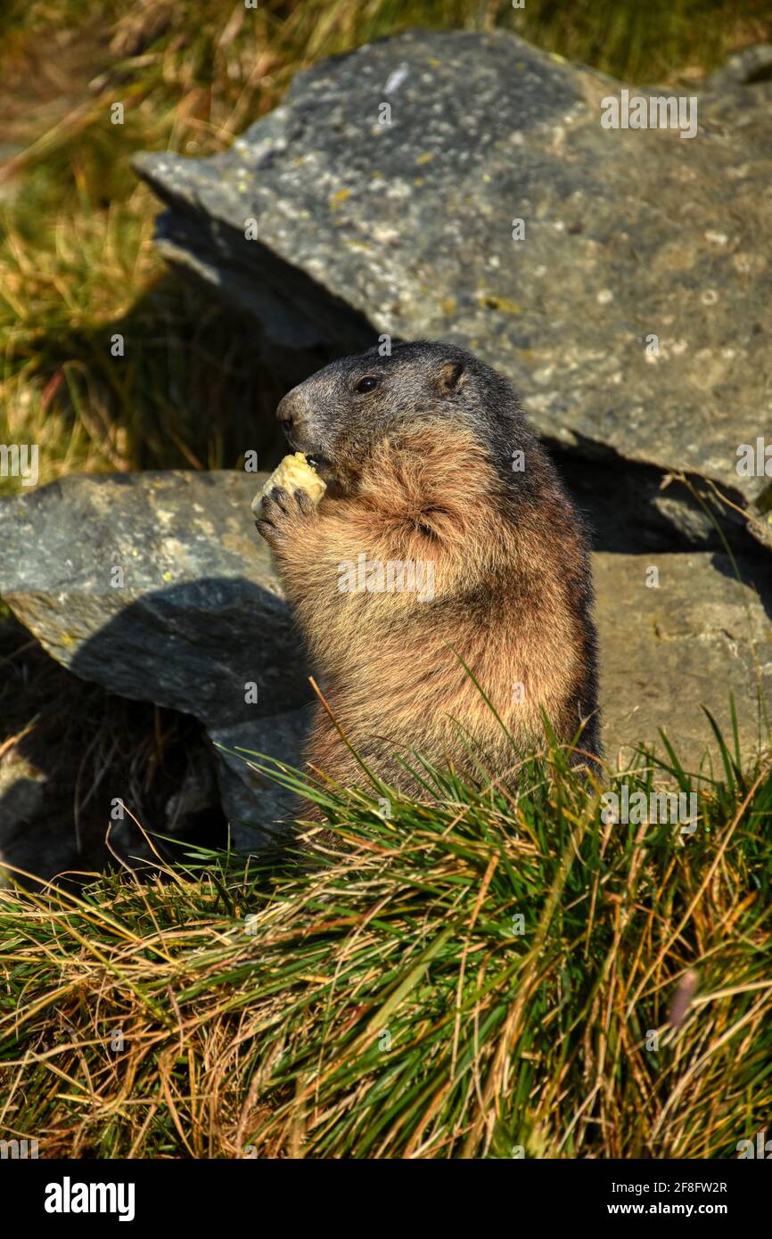Murmeltier, Murmeltiere, putzig, Munggen, Mankei, Erdhörnchen, Marmota ...