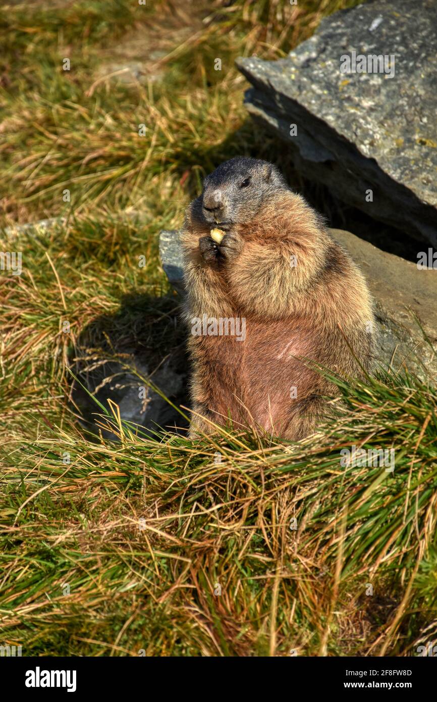 Murmeltier, Murmeltiere, putzig, Munggen, Mankei, Erdhörnchen, Marmota ...