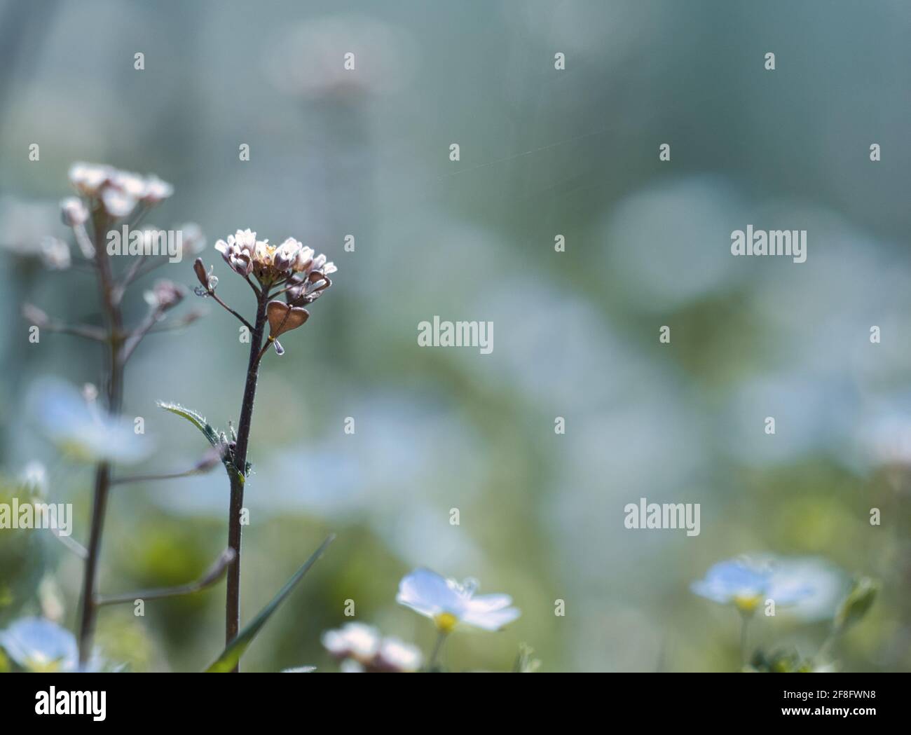 Selective focus shot of small white flowers blooming outdoors Stock ...