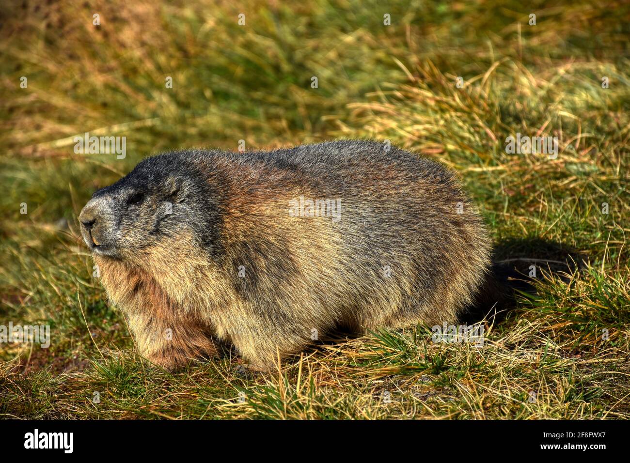 Baumgrenze gebirge hi-res stock photography and images - Alamy