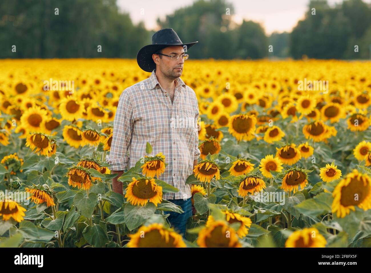Man farmer standing in a sunflower field Stock Photo - Alamy