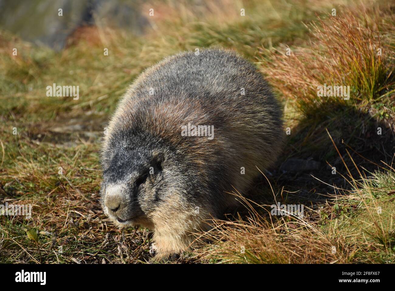 Murmeltier, Murmeltiere, putzig, Munggen, Mankei, Erdhörnchen, Marmota ...