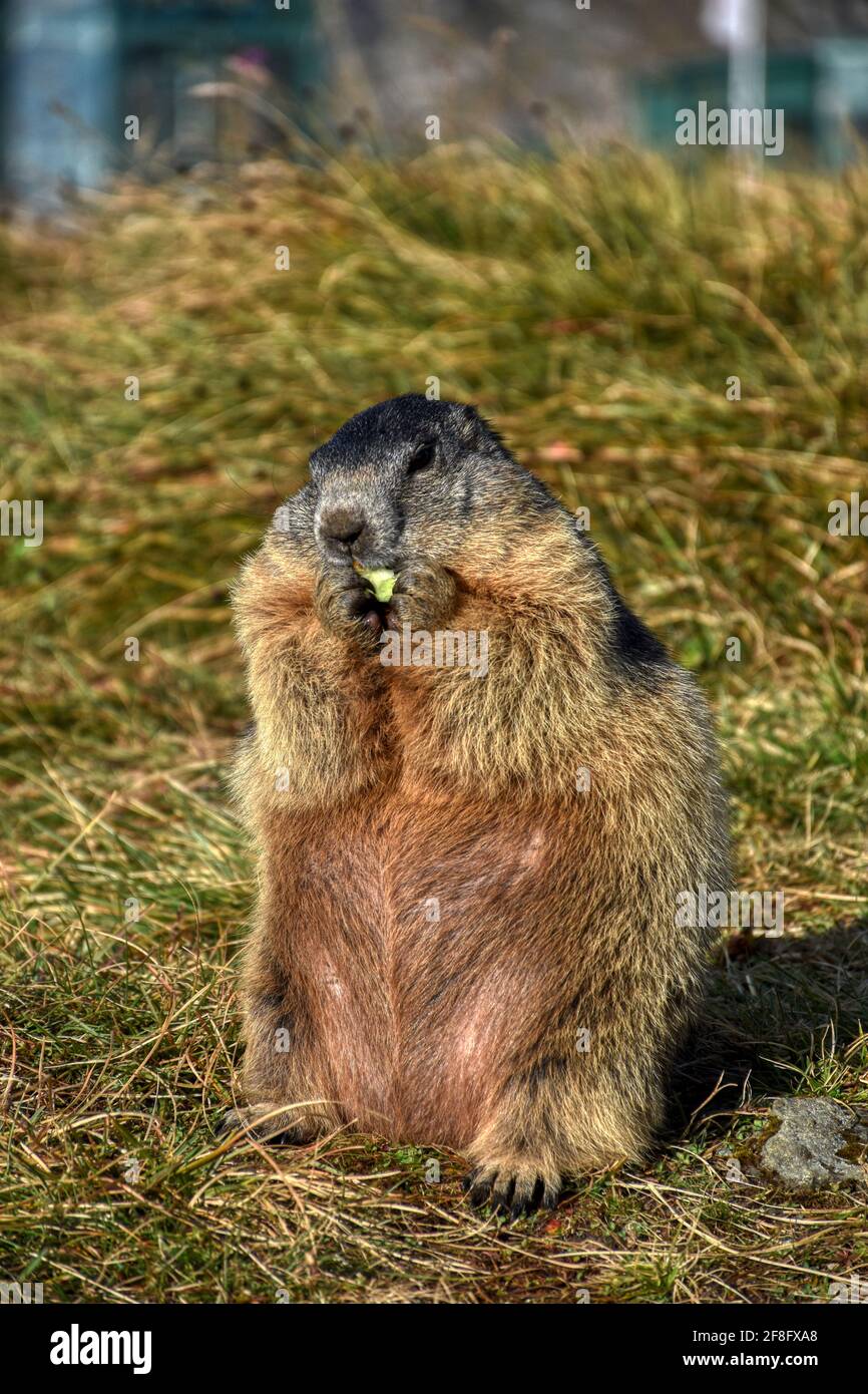 Murmeltier, Murmeltiere, putzig, Munggen, Mankei, Erdhörnchen, Marmota ...