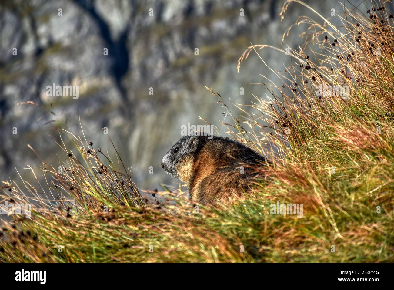 Murmeltier, Murmeltiere, putzig, Munggen, Mankei, Erdhörnchen, Marmota ...