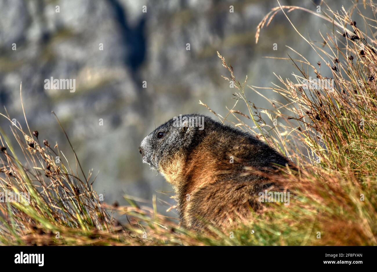 Murmeltier, Murmeltiere, putzig, Munggen, Mankei, Erdhörnchen, Marmota ...