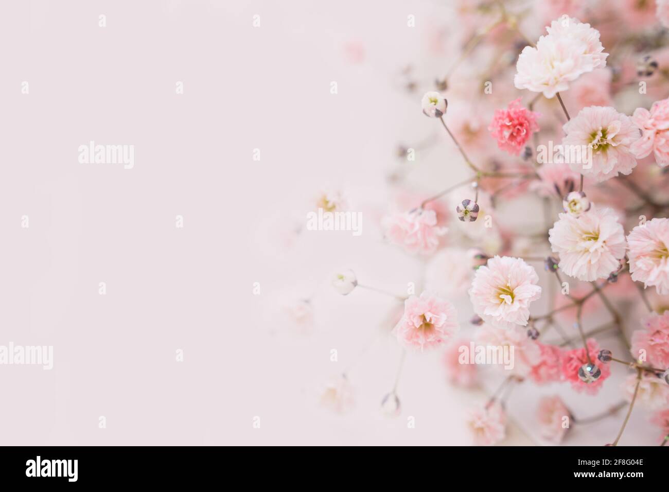 Gypsophila paniculata flower hi-res stock photography and images - Alamy