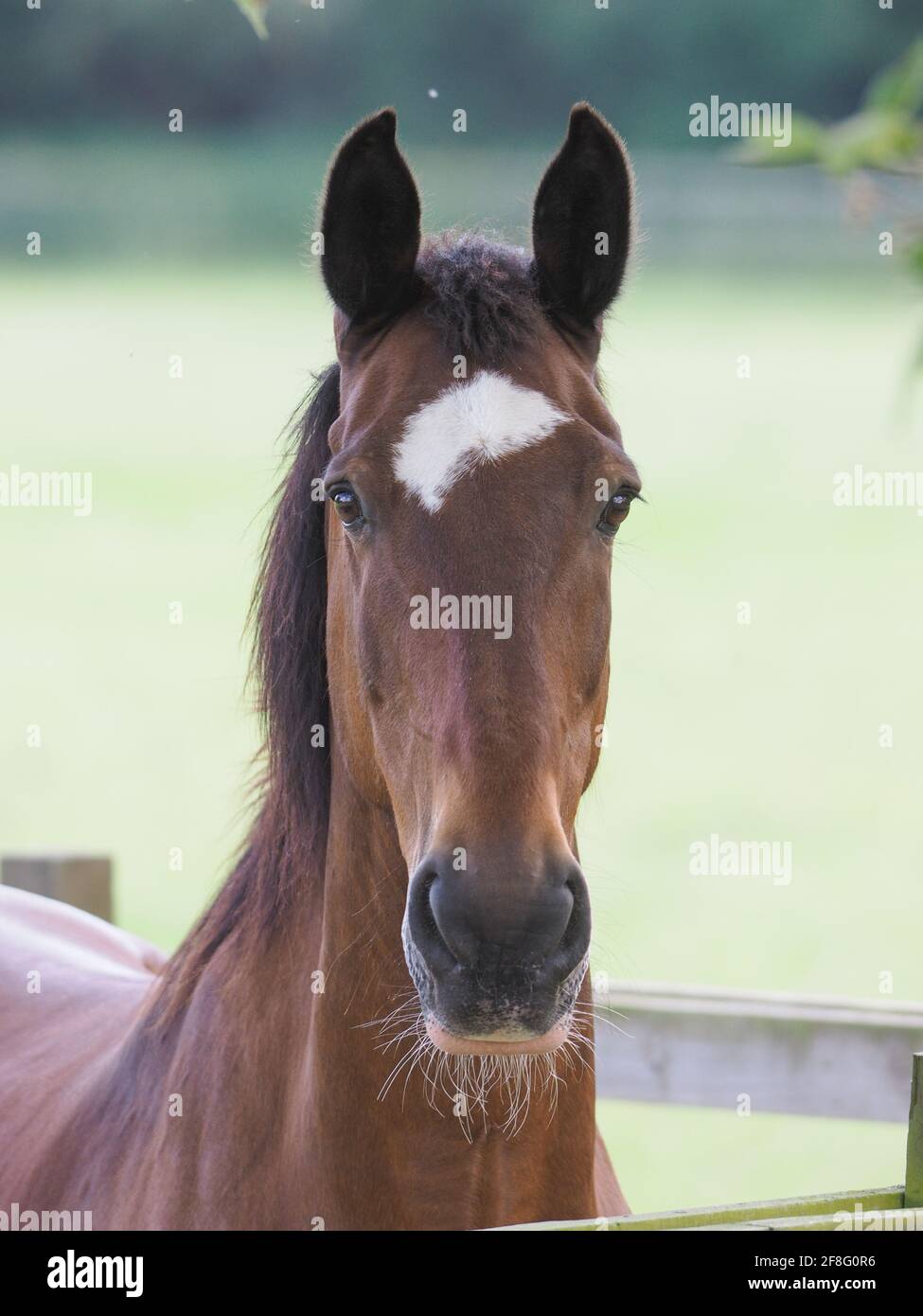 Big Bay Horse High Resolution Stock Photography and Images - Alamy