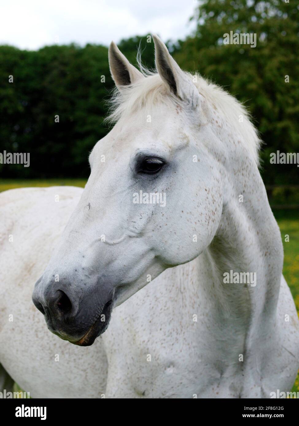 A headshot of an older grey horse Stock Photo - Alamy