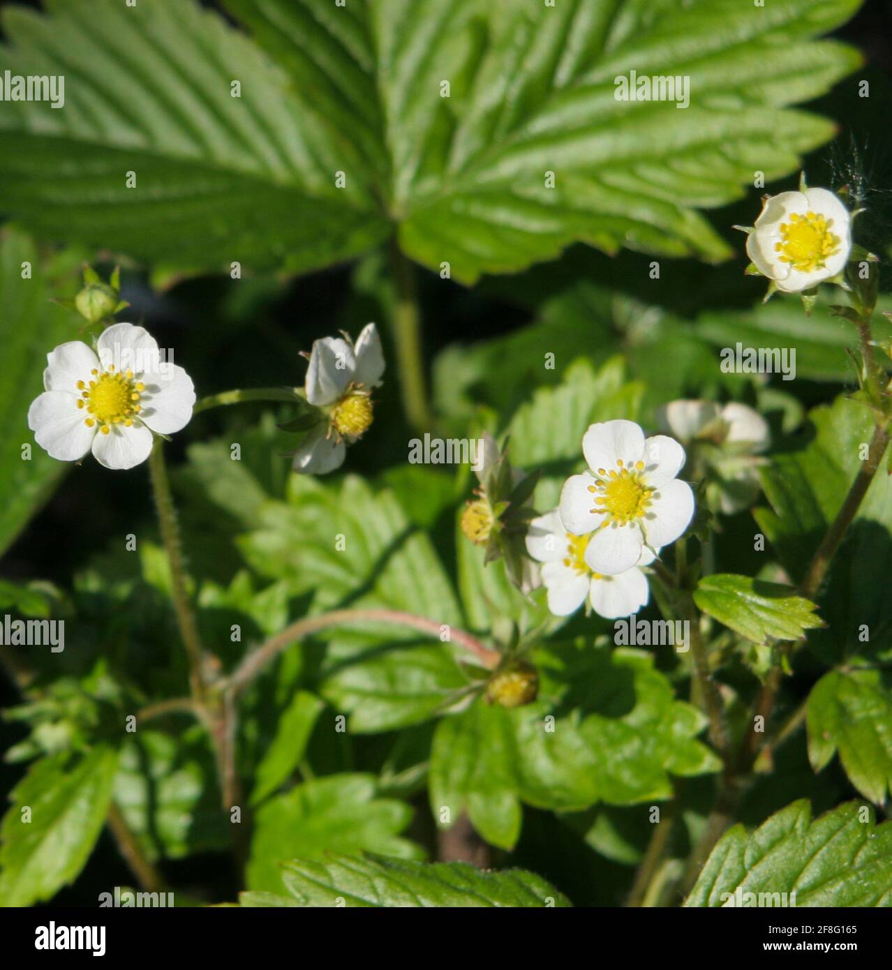 WILD STRAWBERRY Fragaria vesca Stock Photo - Alamy