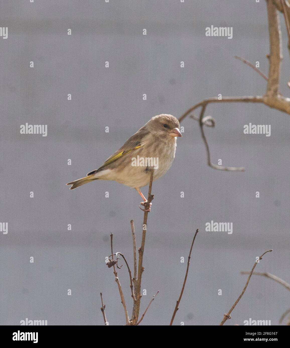 Greenfinch fauna hi-res stock photography and images - Alamy