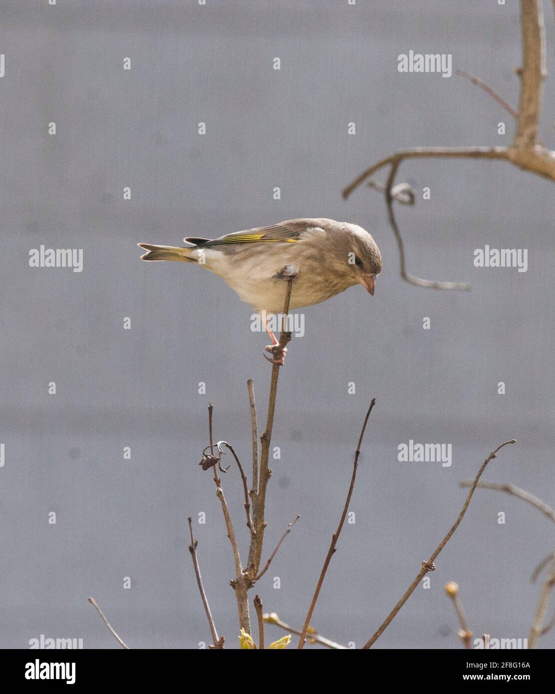 Greenfinch fauna hi-res stock photography and images - Alamy