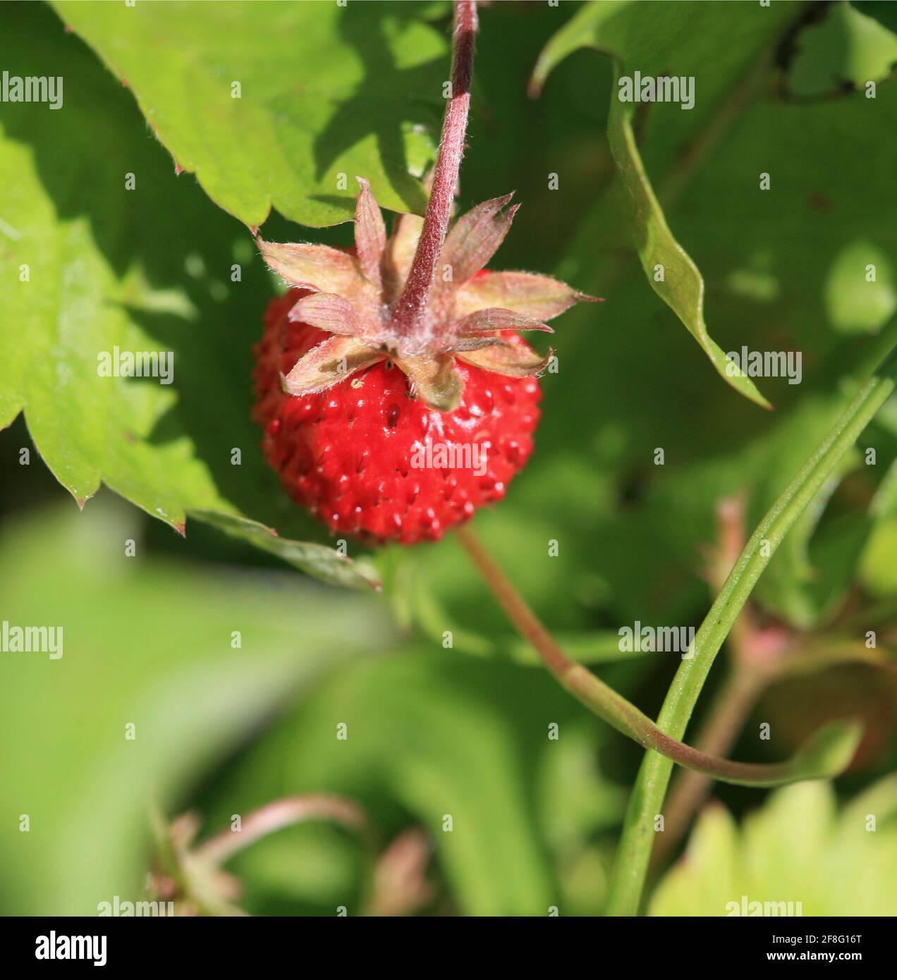 WILD STRAWBERRY Fragaria vesca Stock Photo - Alamy
