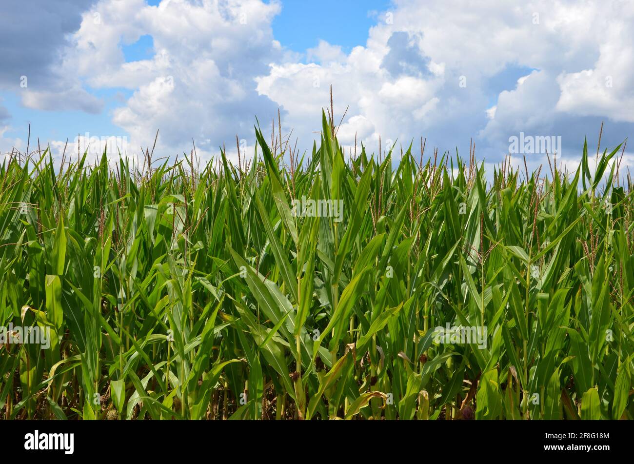 Cornfield wallpaper hi-res stock photography and images - Alamy