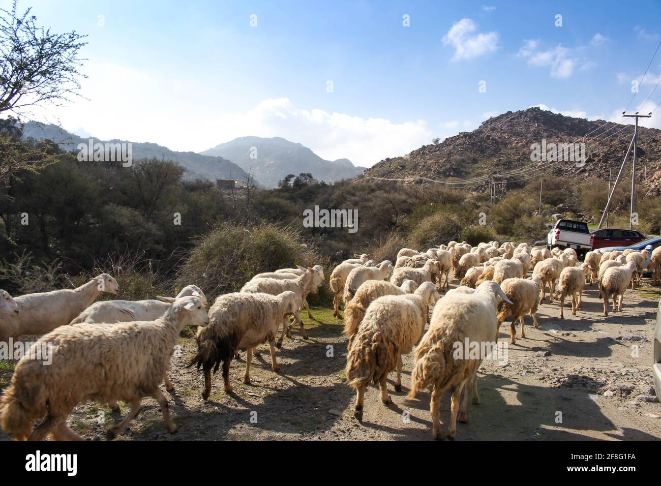 Farm animal silhouettes hi-res stock photography and images - Alamy