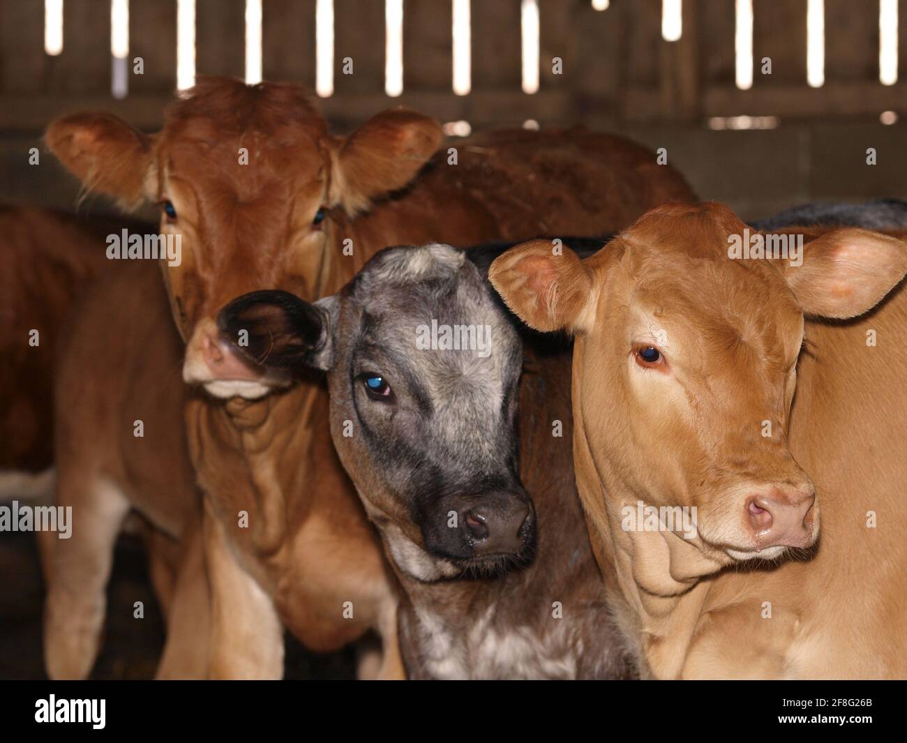 A trio of pretty looking cows in a barn Stock Photo - Alamy