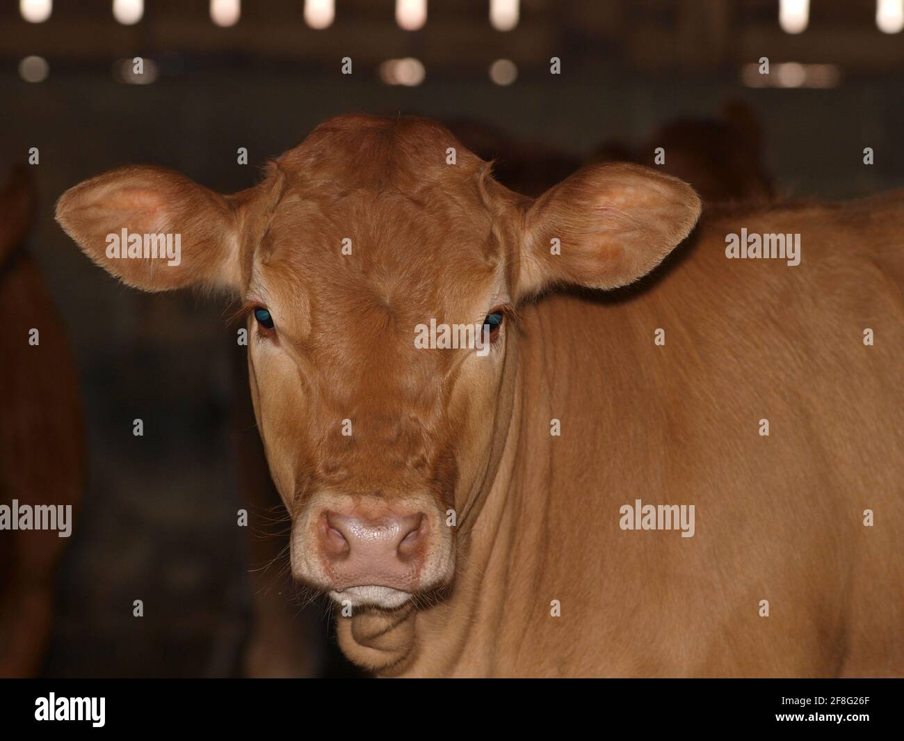 A head shot of a pretty adult cow in a barn Stock Photo - Alamy
