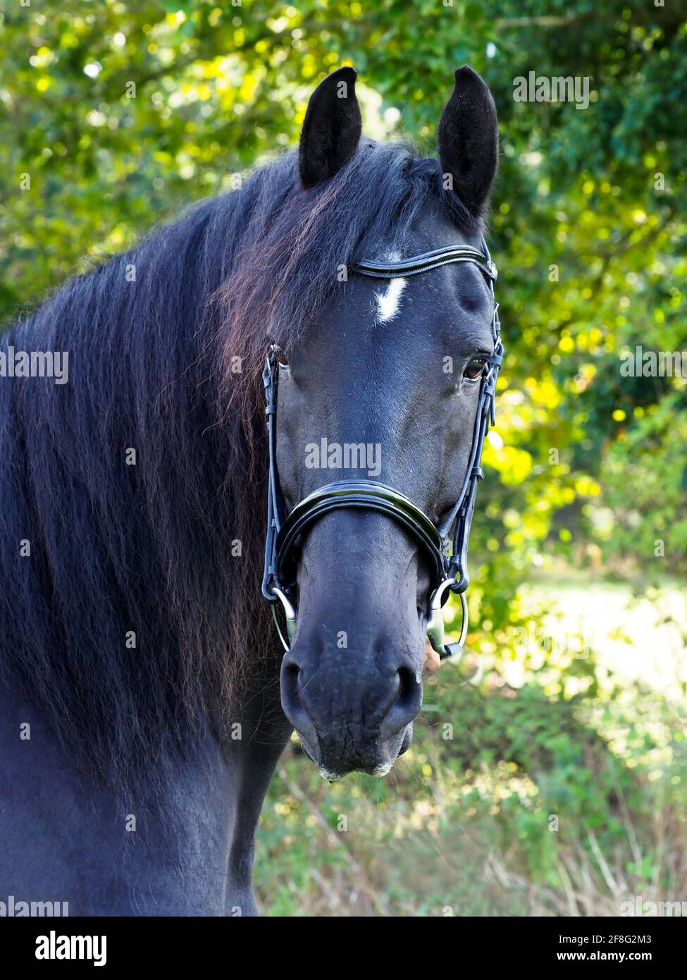 Friesian Horse Head Profile