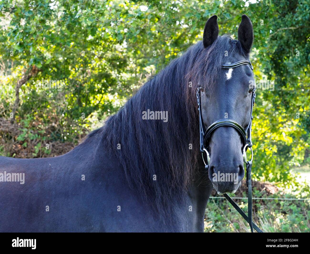 Friesian horse riding hi-res stock photography and images - Alamy